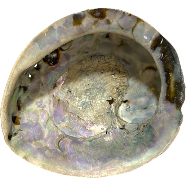Abalone Shell - Large - Sons of Asgard