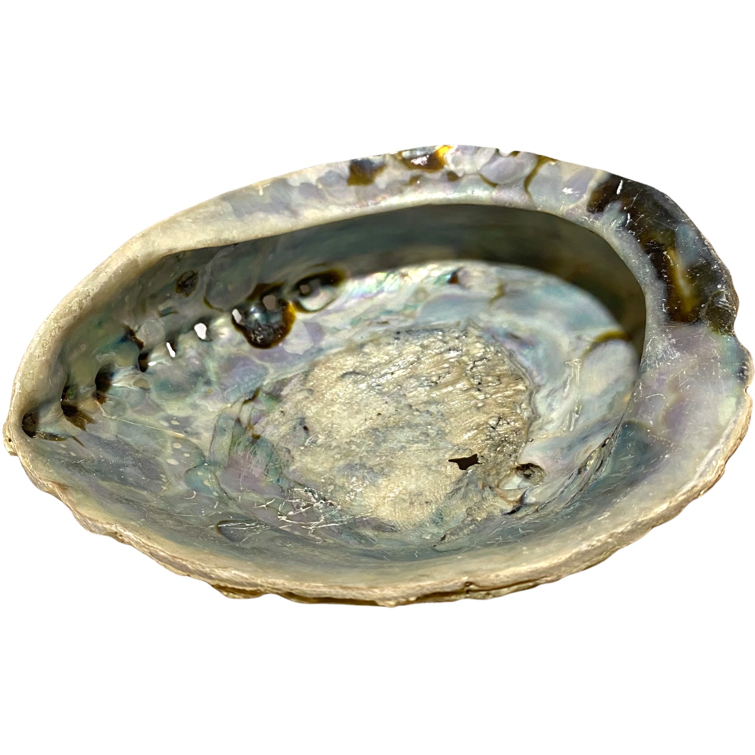 Abalone Shell - Large - Sons of Asgard