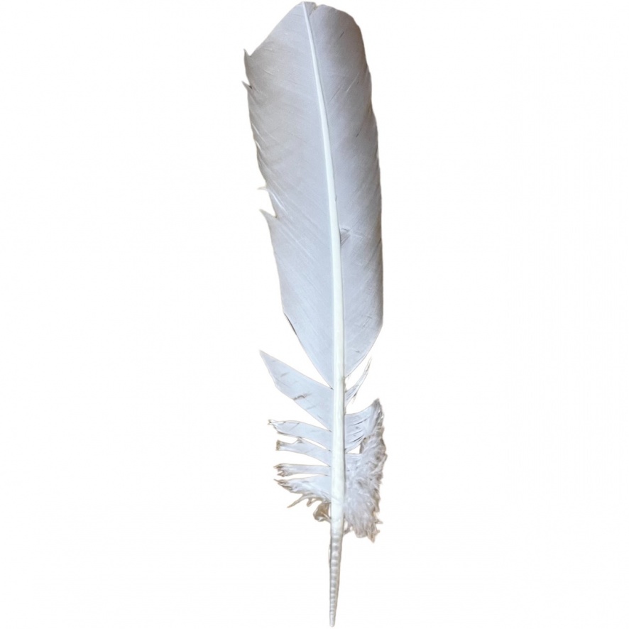 White Feather - Sons of Asgard