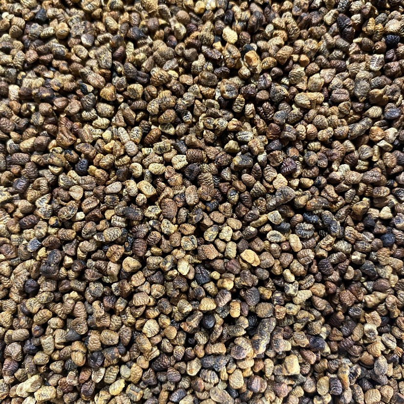 Cardamom Seeds - Sons of Asgard