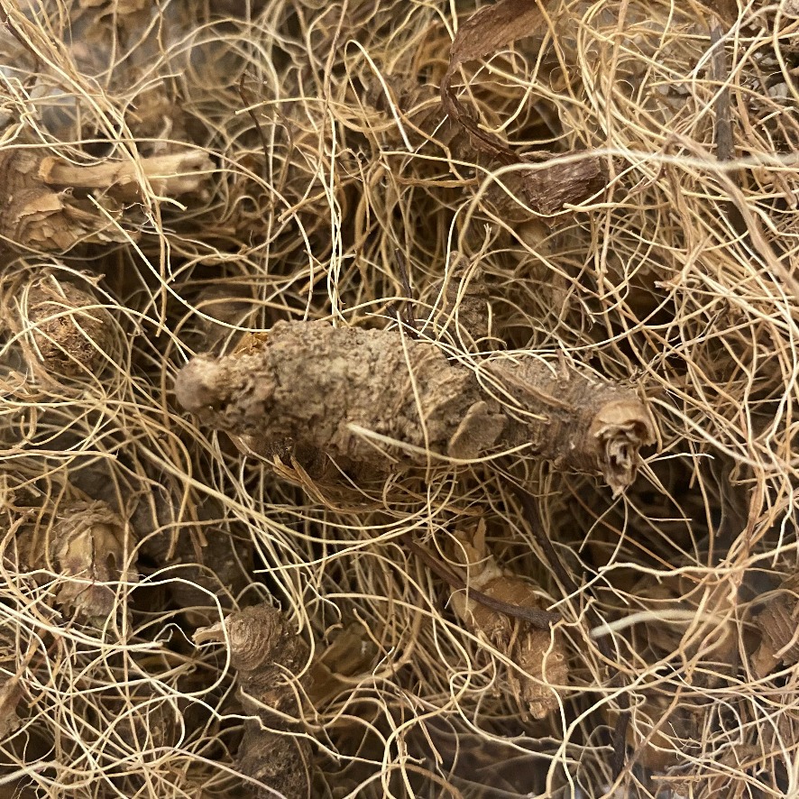 False Unicorn Root - Sons of Asgard