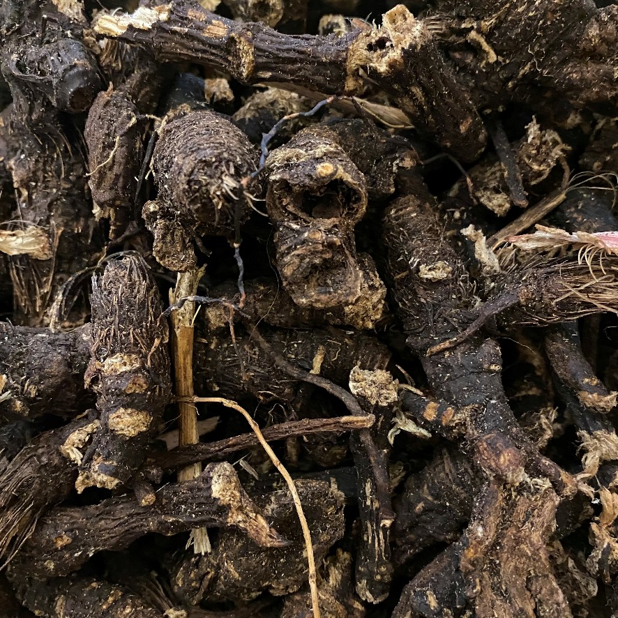 Osha Root - Sons of Asgard